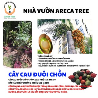 Cây Cau Đuôi Chồn Australia - Chiều cao 150-170cm - Giống cây thân cao ...