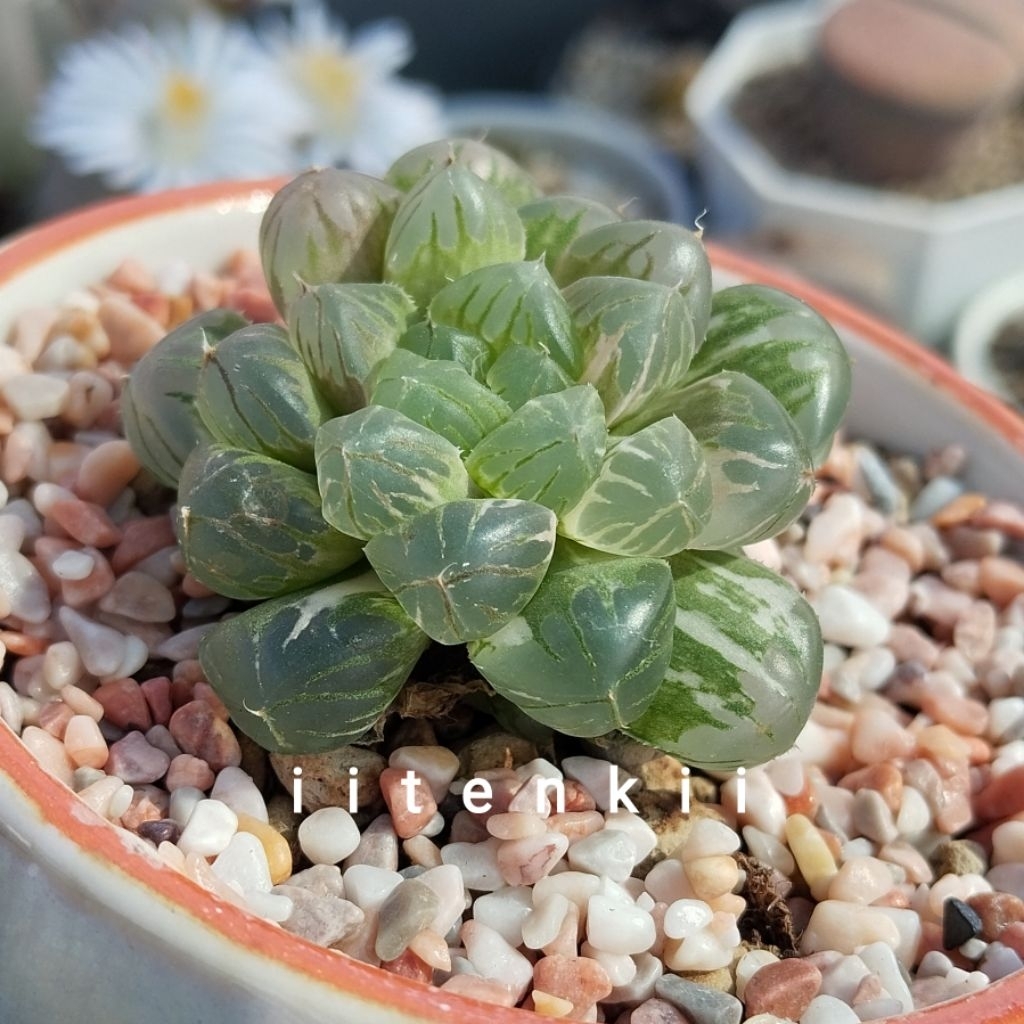 Sen đá haworthia var lem gửi cây ko chậu (nhắn tin trước khi đặt hàng) | Shopee Việt Nam