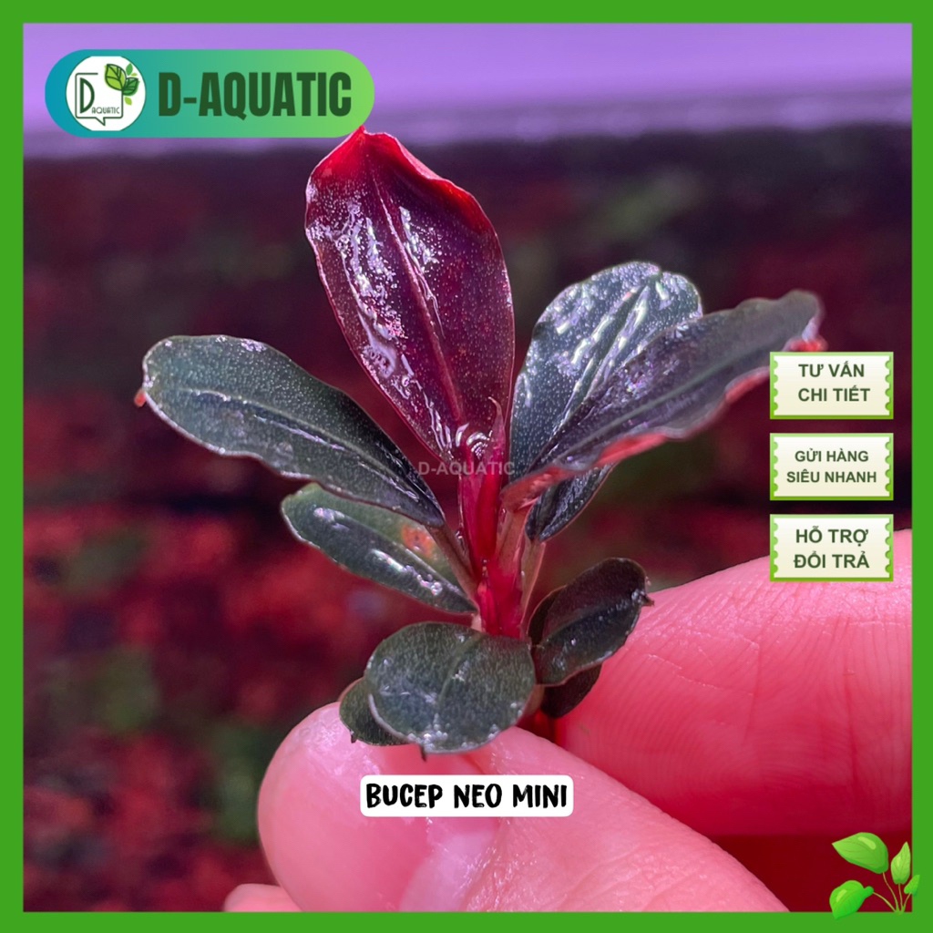 Bucep Neo Mini - bucep thuỷ sinh màu đỏ rực siêu dễ, dễ trồng và lên ...