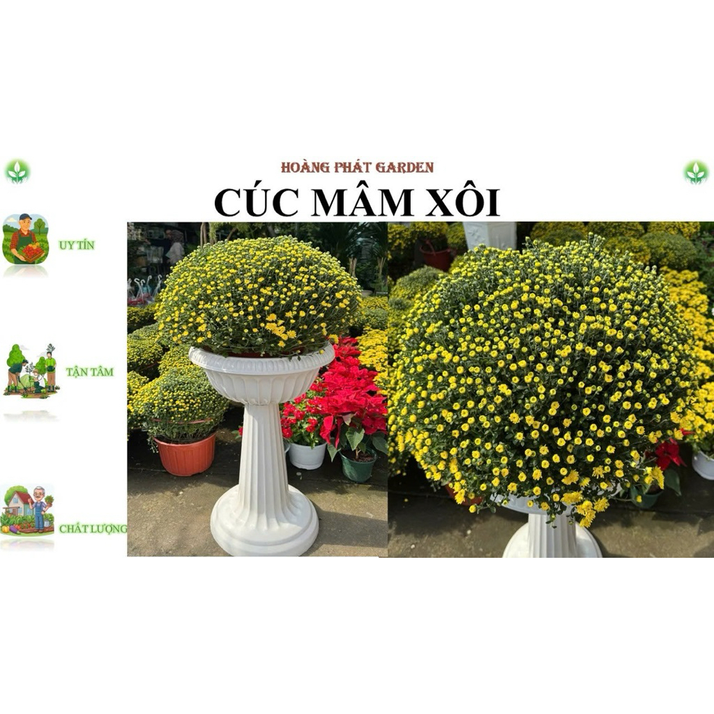 (HOẢ TỐC) CÂY HOA CÚC MÂM XÔI, trang trí tết, tròn đều, cứng tàn, màu ...