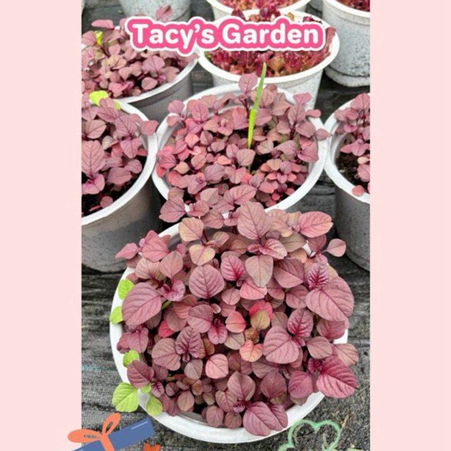 [ HOẢ TỐC HCM ] Rau chậu con giống Rau dền đỏ TACY'S GARDEN 100% rau ...