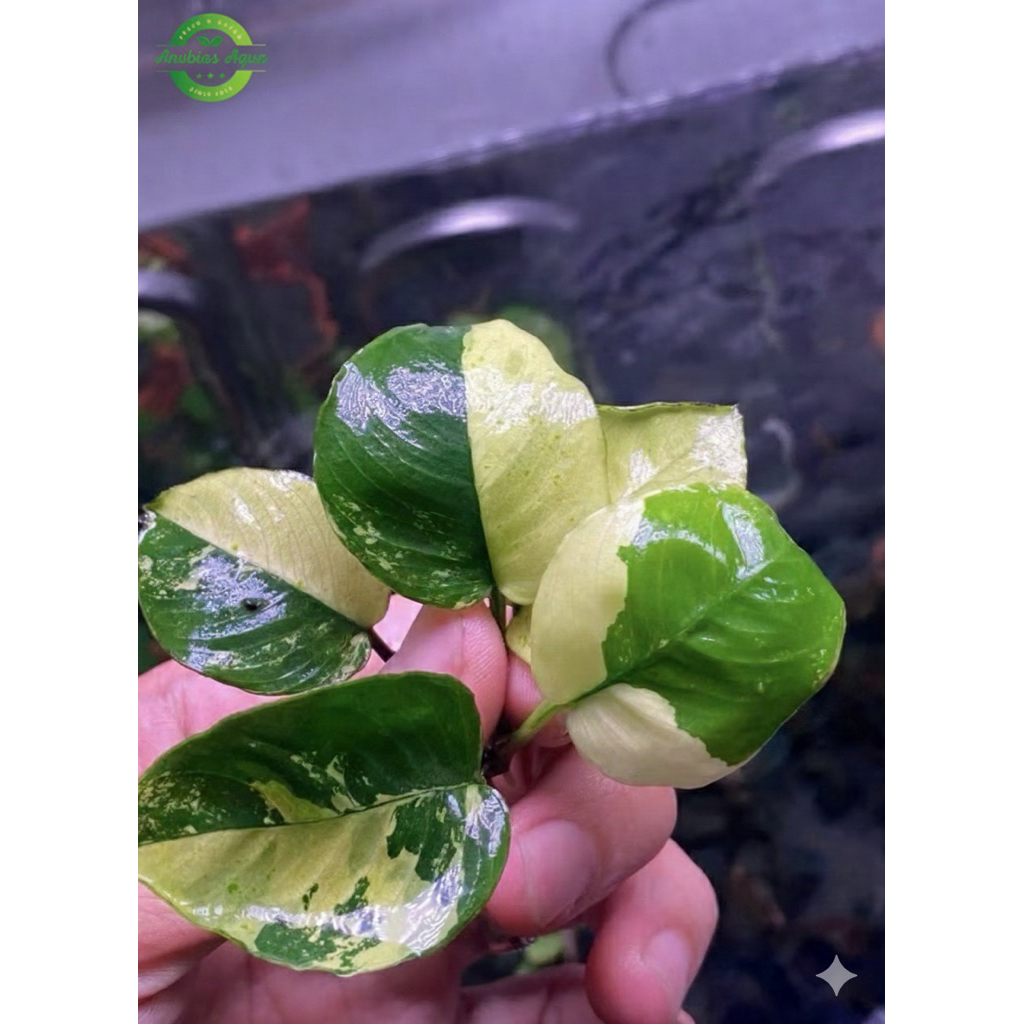 Ráy PanKing ( Anubias Panda King Var ) | Shopee Việt Nam