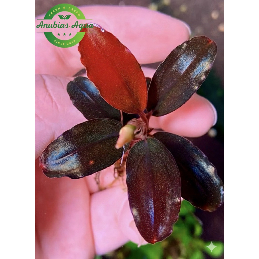 Bucep Red Cherry (Bucephalandra sp. 'Red Cherry') | Shopee Việt Nam