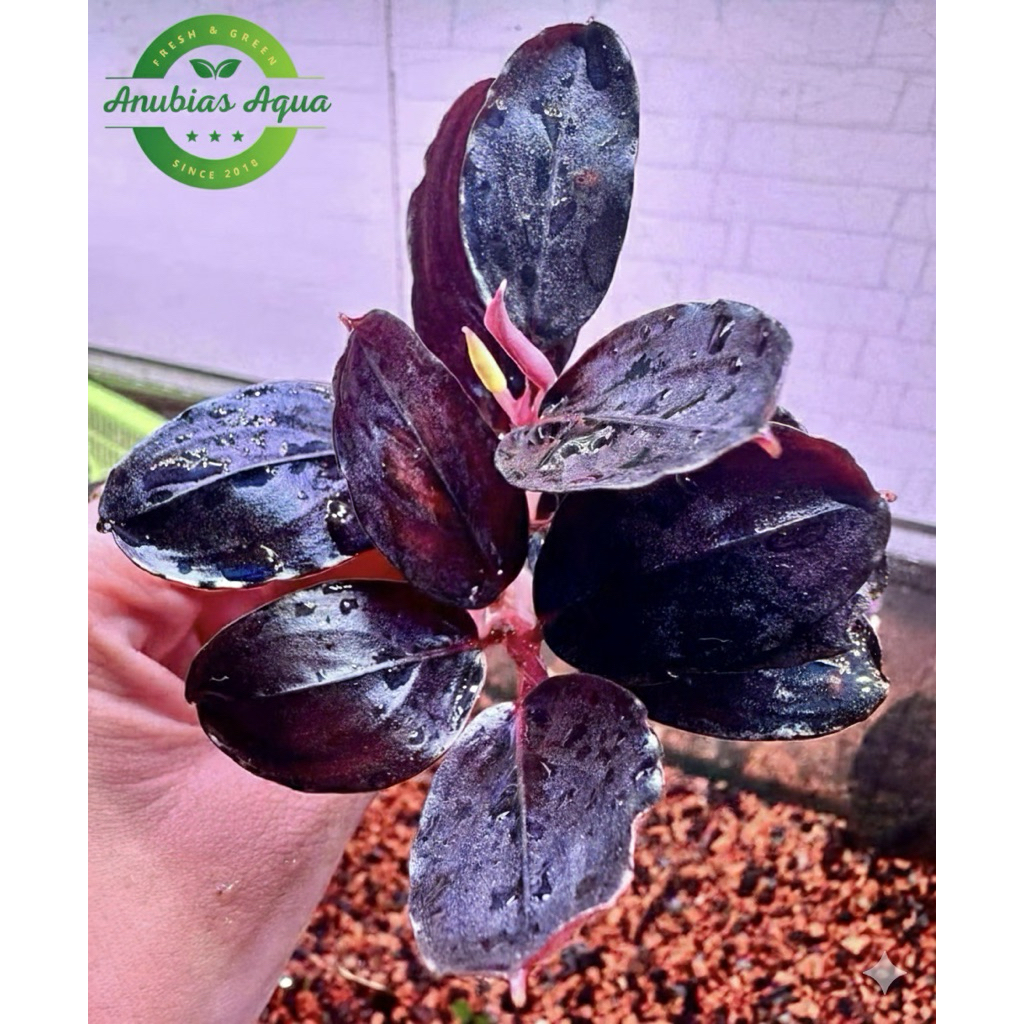 Bucep Moonlight (Bucephalandra 'Moonlight') | Shopee Việt Nam