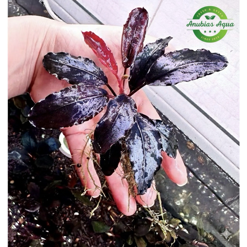 Bucep Hellfire (Hellfire Bucephalandra) | Shopee Việt Nam