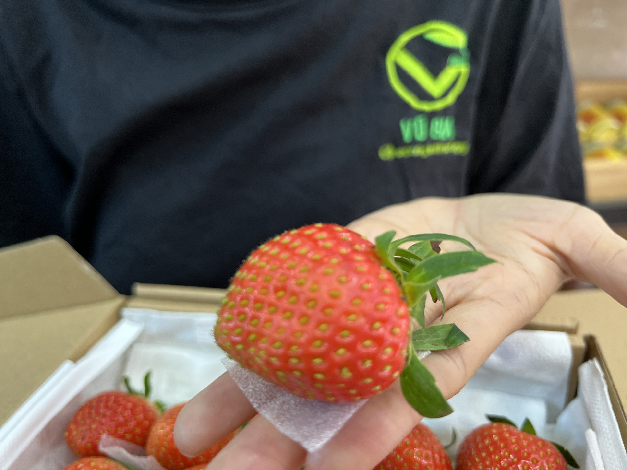 VG FARM Dâu Nhật Sachi Đà Lạt Size 49 (200G/500G/1KG) | Shopee Việt Nam