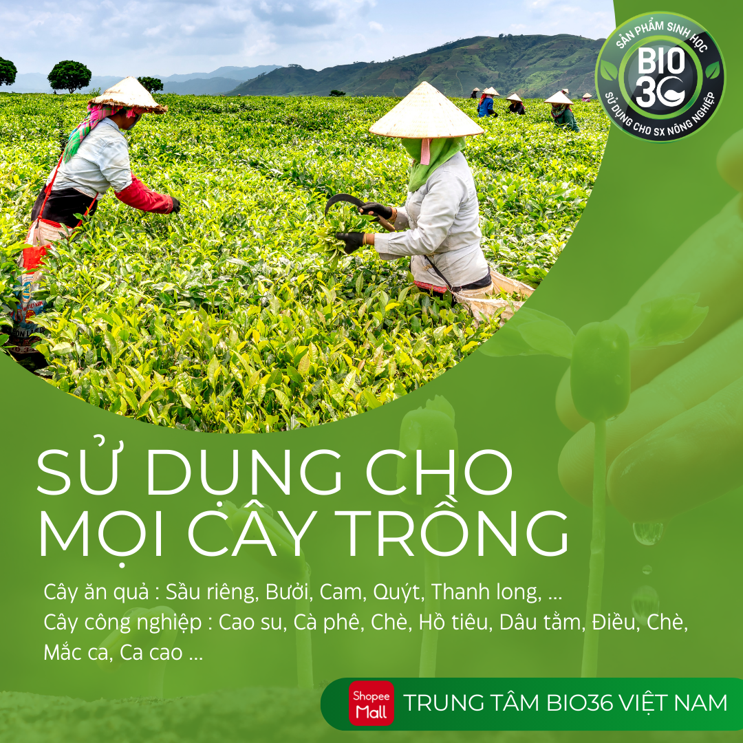 [Gian Hàng Chính Hãng Bio36] Bio 36 Siêu Kích Rễ - Bung Rễ Mạnh Đi Đọt ...