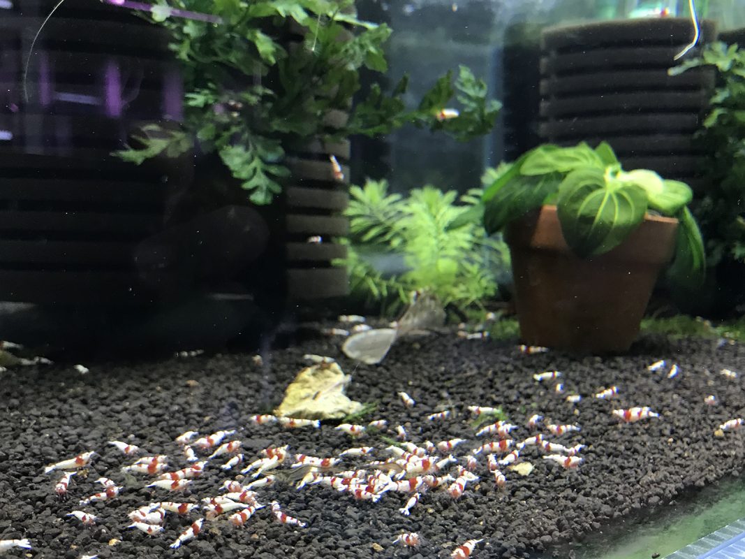 ATP Farm - Aqua GROW Dinh dưỡng toàn diện đa trung vi lượng phân nước ...