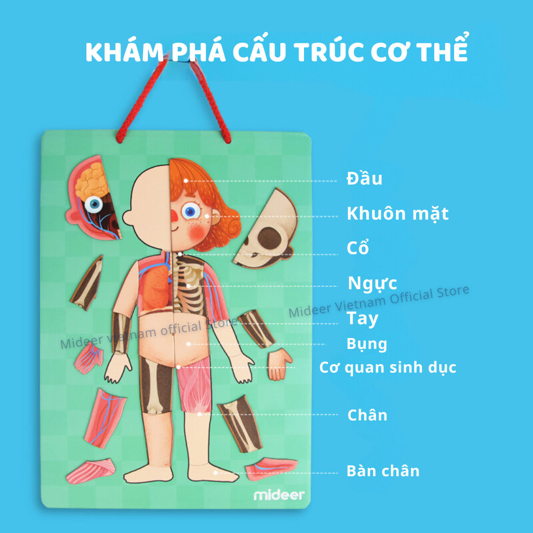 Xếp Hình Nam Châm Cơ Thể Mideer Human Body Magnetic Puzzle | Shopee ...