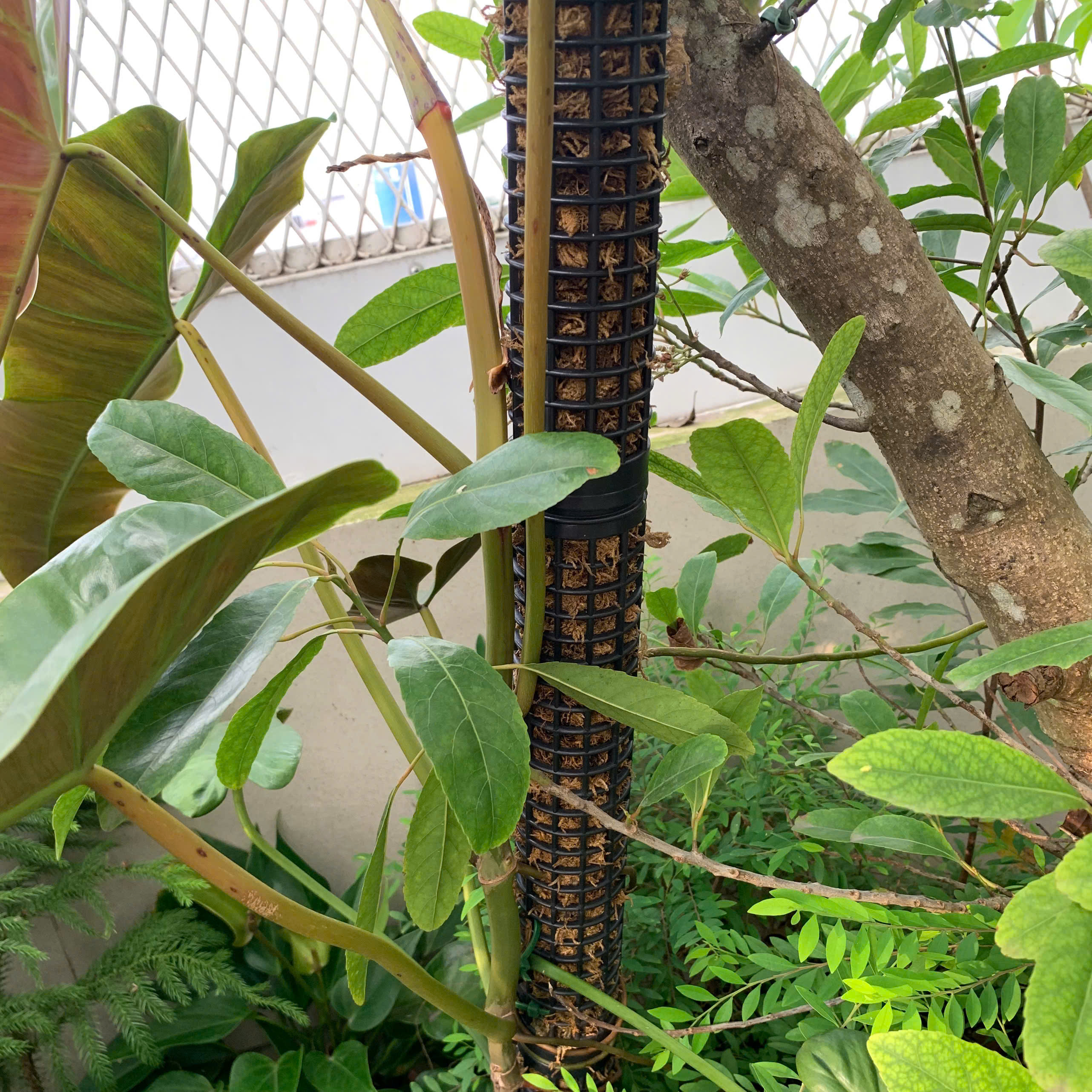 Trụ nhựa đã nhét rêu rừng VIETPOT, 29cm, vừa khớp gắn trụ chậu nhựa ...