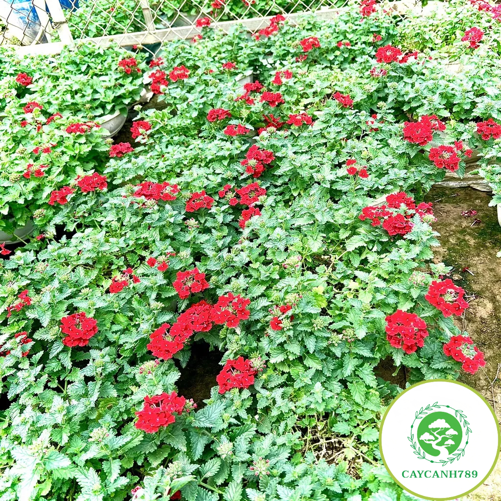 Cây cúc indo chậu treo (ảnh thật). | Shopee Việt Nam