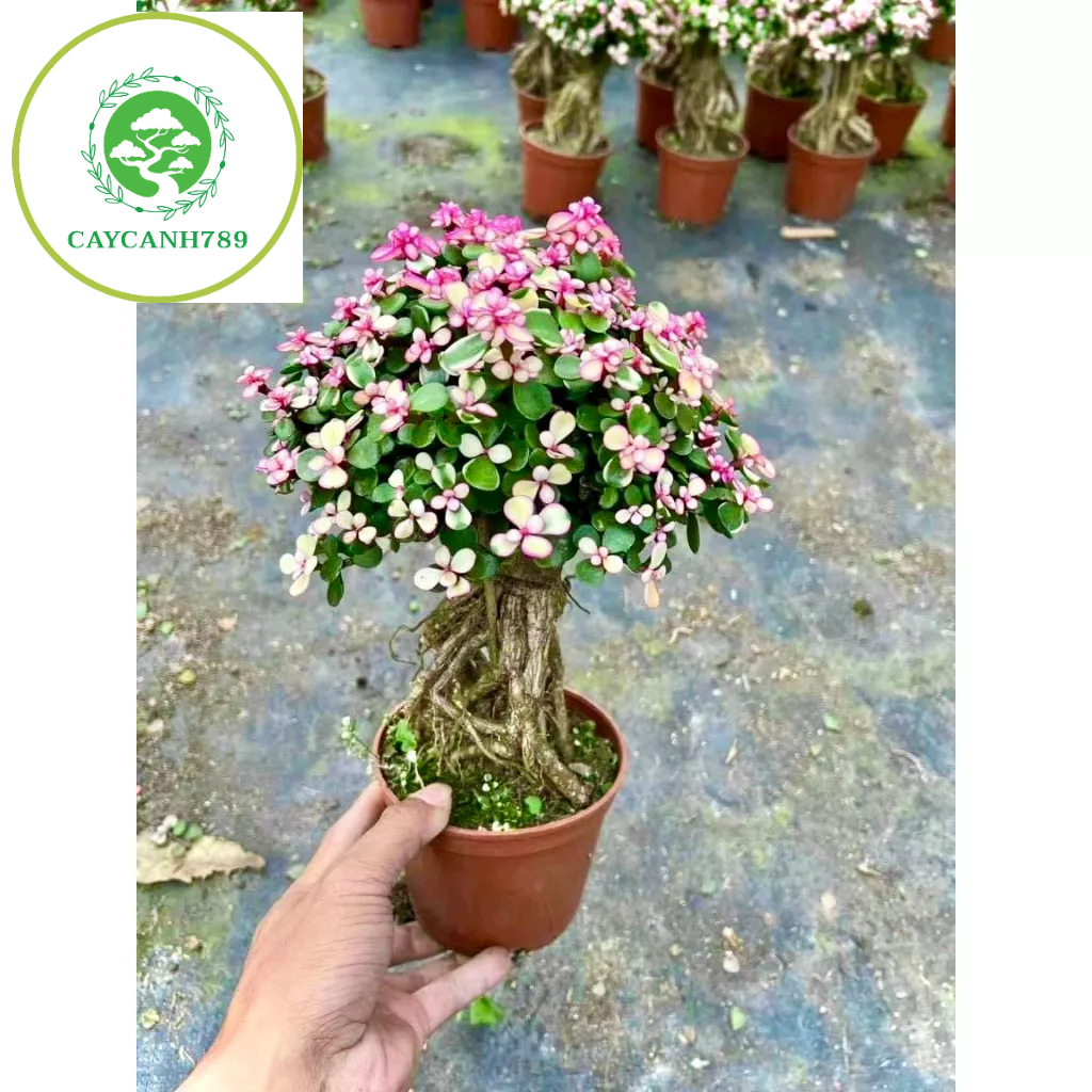 Cây sen đá đô la bonsai - cây kim chi | Shopee Việt Nam