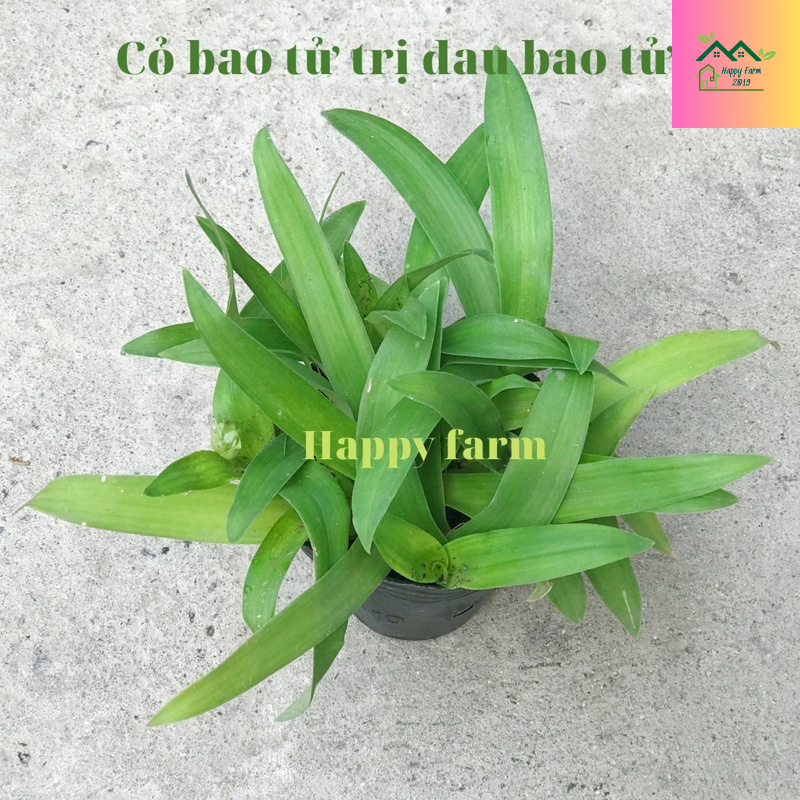 Cây bao tử / cỏ bao tử ( linh chi thảo) | Shopee Việt Nam