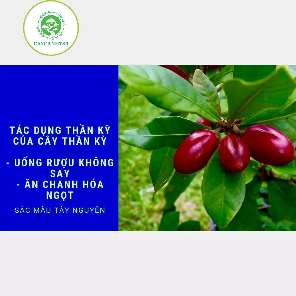 Cây thần kì giống cho trái sau 12 tháng (ảnh thật số 2) | Shopee Việt Nam