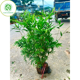 Cây trúc tăm - trúc mini - trúc chỉ trang trí tiểu cảnh bể cá sân vườn ...