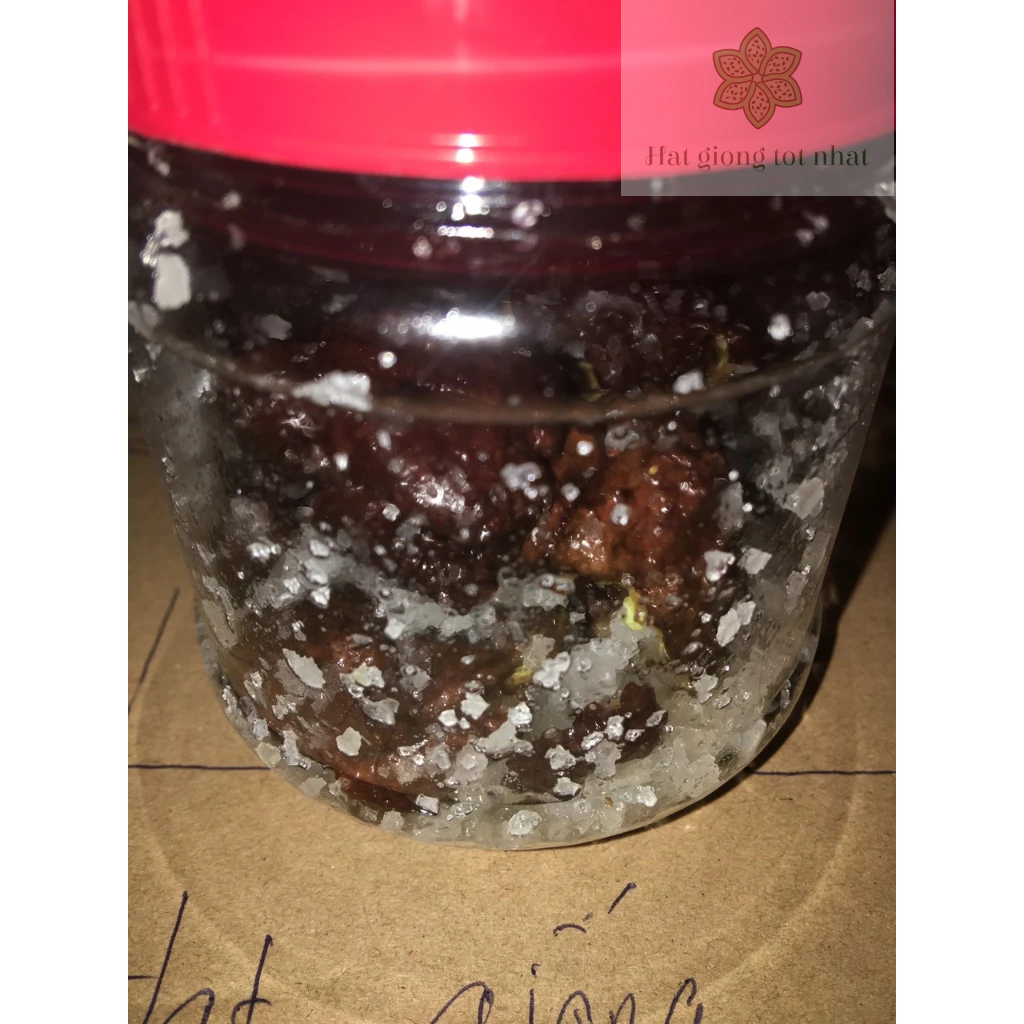 Ớt muối siêu cay 7pot Primo Chocolate ( Seven hot pot primo chocolate ...