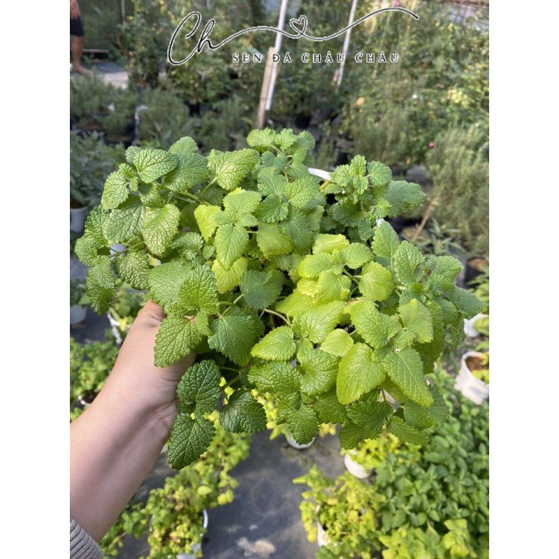 BẠC HÀ CHANH SẢ (LEMON BALM)-HƯƠNG THƠM CHANH SẢ DỄ CHỊU. | Shopee Việt Nam