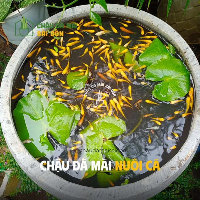 Chậu xi măng đá mài LU TRÒN | CHẬU TRỒNG SEN | CHẬU NUÔI CÁ | Shopee ...
