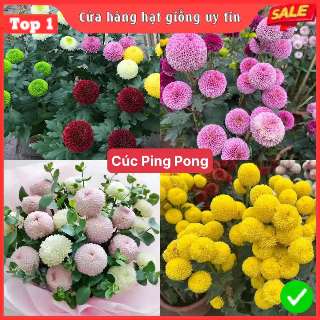 Hạt Giống Hoa Cúc Ping Pong Mix 7 màu Loại dễ trồng tỉ lệ nảy mầm 98% ...