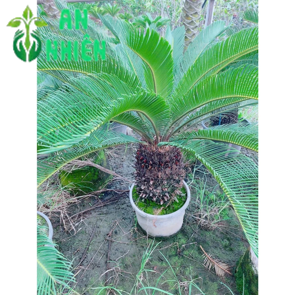 Cây Thiên Tuế Cao Cả Bầu 1m Tán Rộng 1m | Shopee Việt Nam