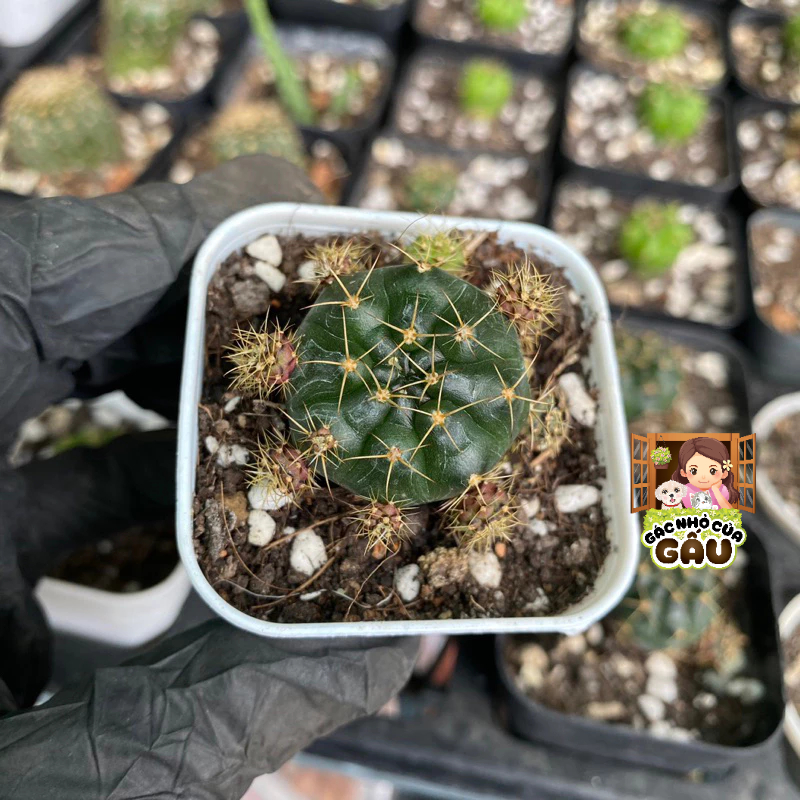 Xương rồng Gymno Damsi mini 1-2cm | Shopee Việt Nam