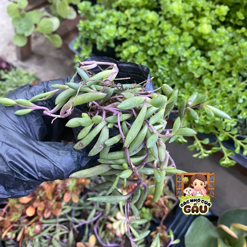 Sen đá Sedum Chuỗi ngọc nho tím - Sen đá Sedum giọt nước tím | Shopee ...