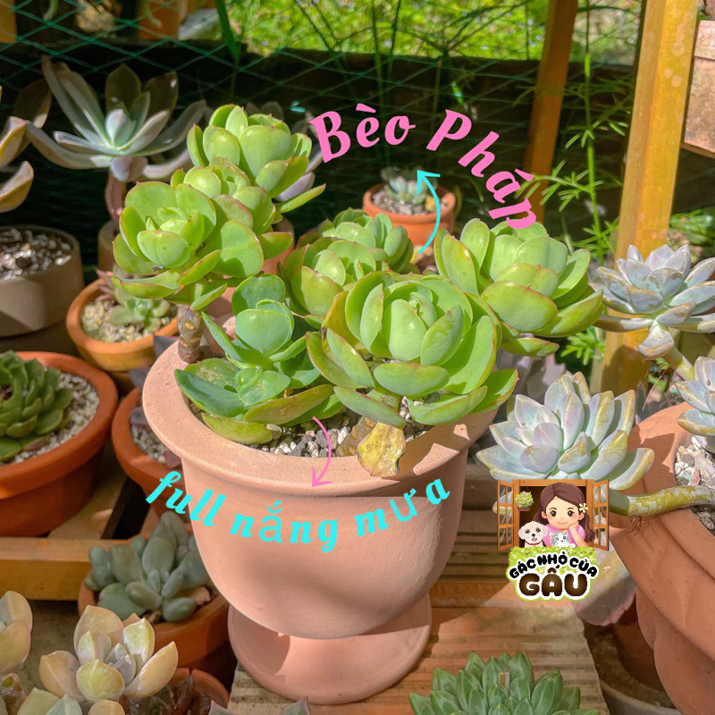 Sen đá bèo pháp | Shopee Việt Nam