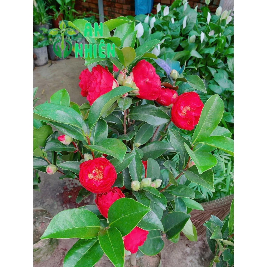 Cây Hoa Trà My Cho Hoa Đẹp | Shopee Việt Nam