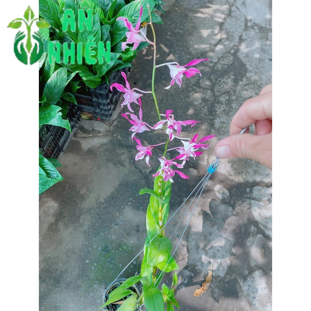 Hoa Lan Denro Dễ Trồng Ra Hoa Liên Tục | Shopee Việt Nam