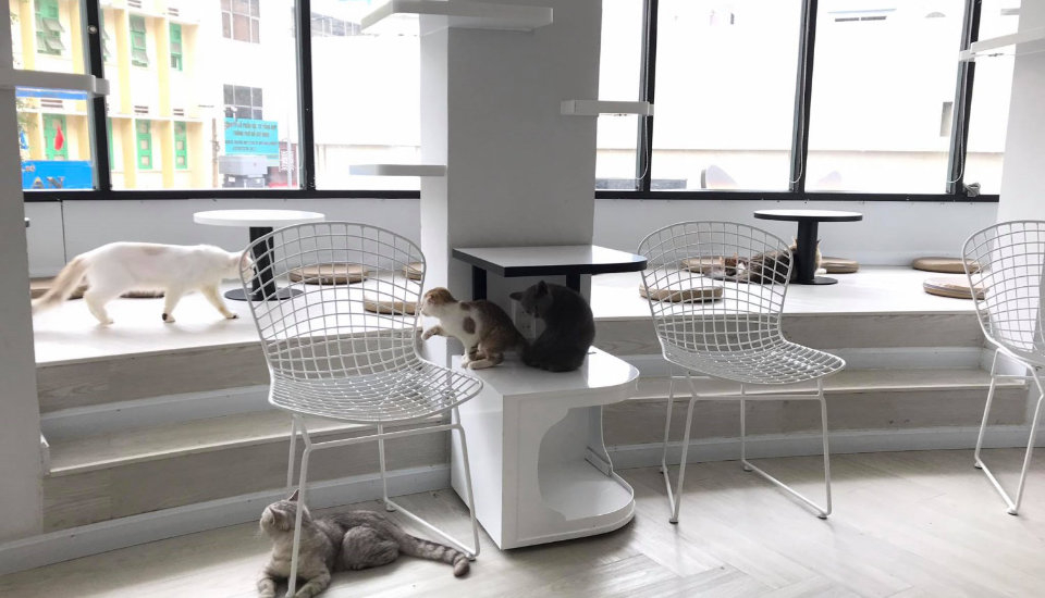 Catfe Coffee ở Quận 1, TP. HCM | Album món ăn | Catfe Coffee | Foody.vn